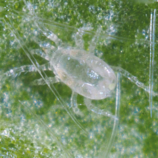 Амблисейус Монтдоренсис – АО "СП "ЗАРЯ"